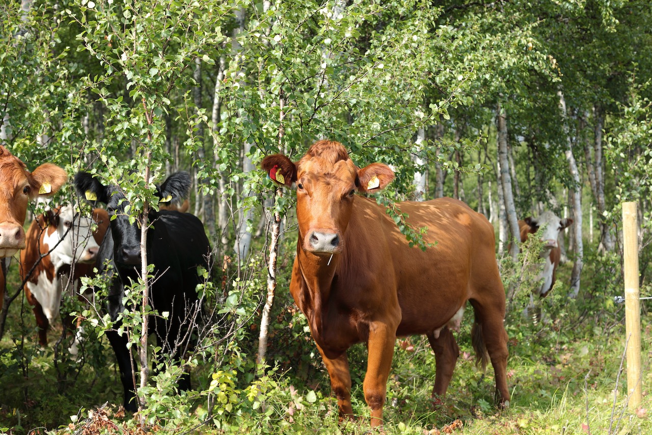 The way through the most beautiful Norway. Or the story of suicide ...